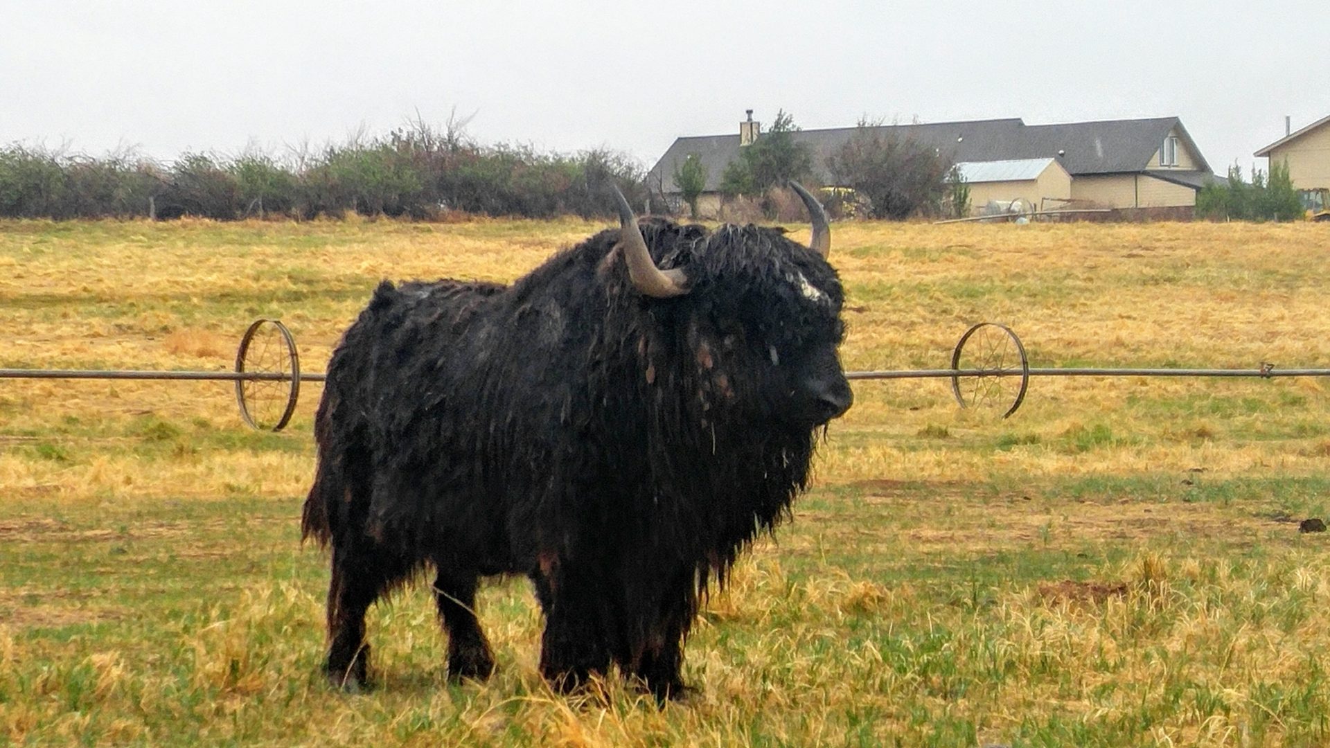 Colorado Grand – America’s Golfing Couple